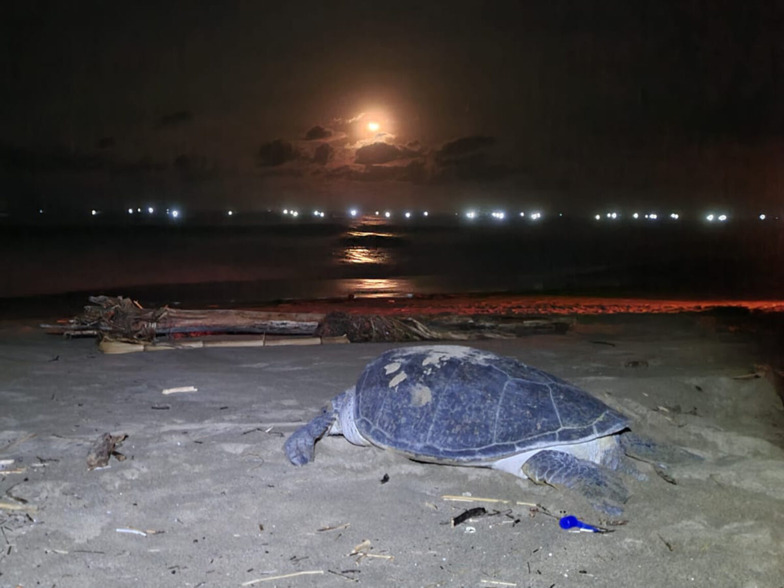Sea turtle observation at Sukamade Beach – Sea Turtle